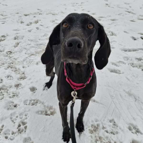 Dogs - HOPE Animal Shelter - Ironwood, Michigan